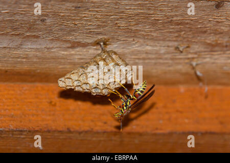 vespid wasps, social wasps (hornets & yellowjackets & potter wasps ...