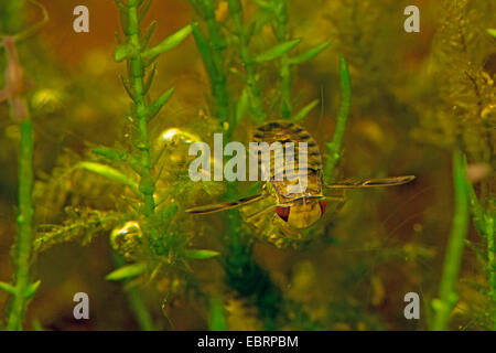 Water boatman {Corixa punctata} under water surface, Pla de Xirau ...