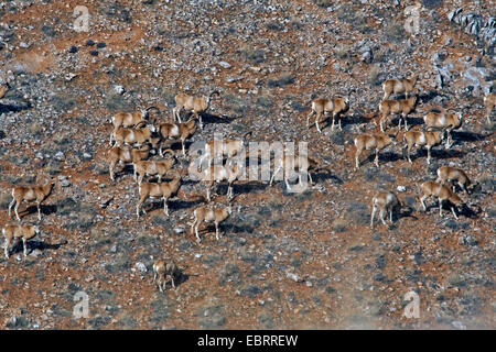 Konya Mouflon, Turkish Mouflon (Ovis gmelini anatolica, Ovis ammon ...