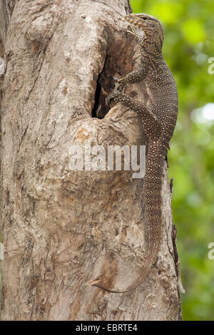 A vertical closeup of a Monitor Lizard (Varanus) on a piece of rock ...