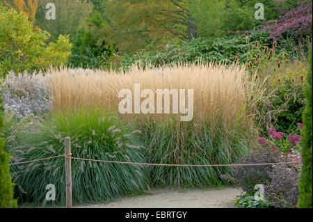 Purple small reed grass (Calamagrostis canescens) and Silver studded ...