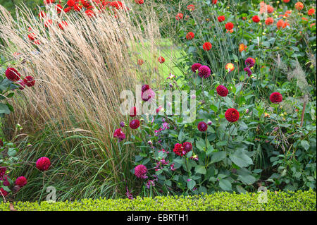 Purple small reed grass (Calamagrostis canescens) and Silver studded ...