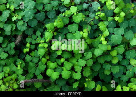 Mashua, Tropaeolum tuberosum Stock Photo - Alamy