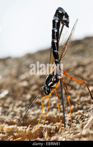Side view of black and white wasp collecting nectar from fresh green ...