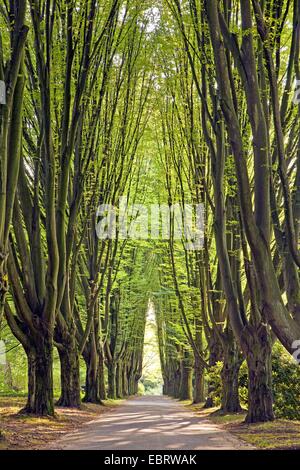 Column hornbeam, Carpinus betulus Fastigiata , Säulen-Hainbuche ...