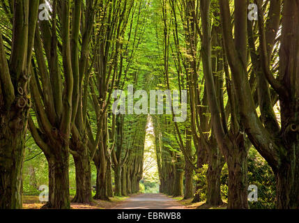 Column hornbeam, Carpinus betulus Fastigiata , Säulen-Hainbuche ...