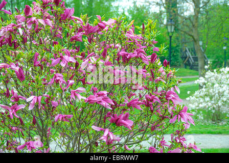 Purple Magnolia (Magnolia liliiflora 'Susan', Magnolia liliiflora Susan ...