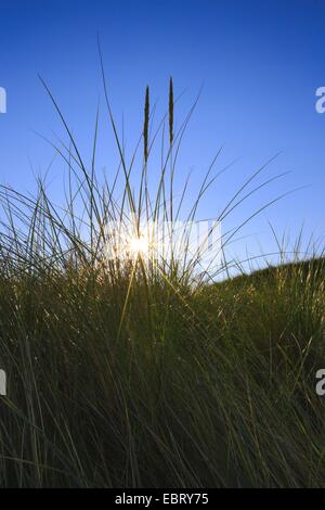 sand reed or marram grass in the dunes of the island Vlieland Stock ...