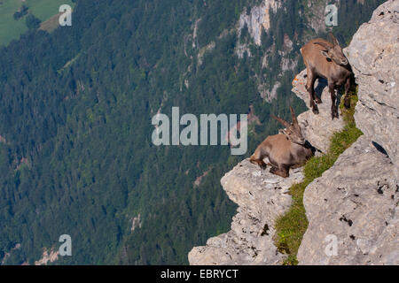 two resting ibexes Stock Photo - Alamy