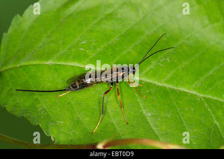 parasitoid wasp (Coleocentrus excitator, Ichneumon excitator), on a ...