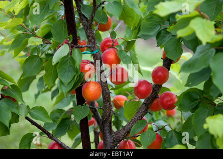 apricot tree (Prunus armeniaca 'Big Red', Prunus armeniaca Big Red ...
