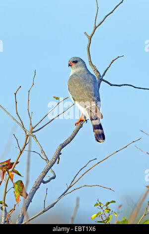 Gabar goshawk (Micronisus gabar) Sitting on a branch, Kruger N. P ...