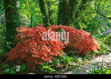 Azalea (Rhododendron obtusum), blooming in a Japanese garden Stock ...