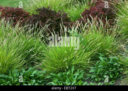 Sesleria autumnalis (Sesleria autumnalis), blooming in a flowerbed ...