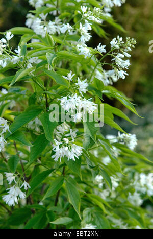 Colchis bladdernut, Bladdernut (Staphylea colchica), blooming Stock ...