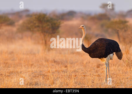 African Ostrich in Kruger National park, South Africa ; Specie Struthio ...