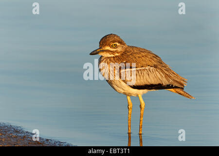 Water dikkop or thick-knee, Burhinus vermiculatus, Single bird on ...