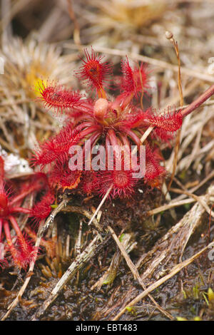 Carnivorous Plant (Drosera roraimae), Venezuela Stock Photo - Alamy