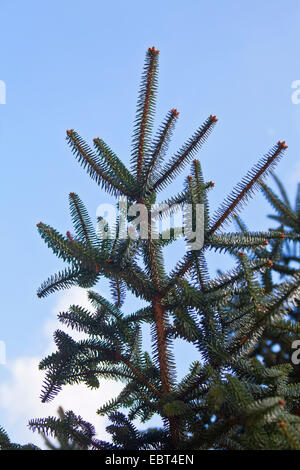 Spanish fir (Abies pinsapo), wild form in Spanish mountains, Spain ...