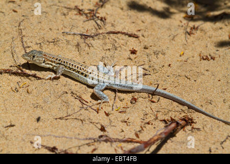 spiny-footed lizard, fringe-fingered lizard (Acanthodactylus erythrurus ...