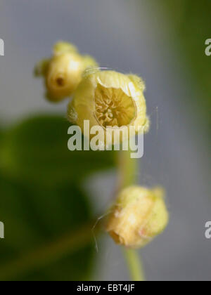 Aristotelia chilensis, Maqui Stock Photo - Alamy