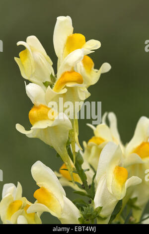 A closeup shot of a yellow toadflax flower in the woods in a blurred ...