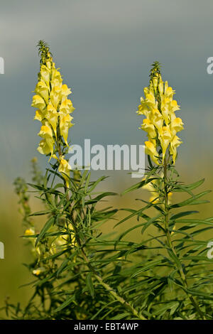 A closeup shot of a yellow toadflax flower in the woods in a blurred ...