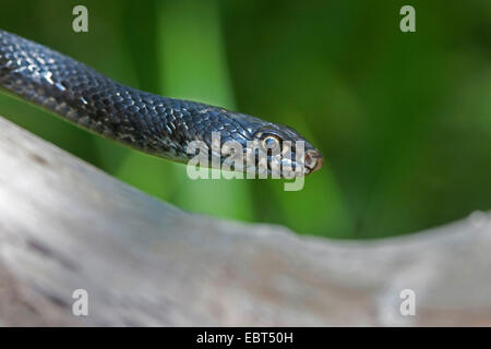 Sicily Italy snake Hierophis viridiflavus animal animals reptile ...