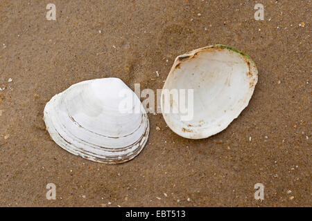 Peppery Furrow Clam, Peppery Furrow Shell (Scrobicularia plana), shells ...