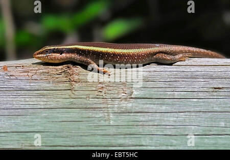 Yellow-throated plated lizard, Gerrhosaurus flavigularis, native to ...