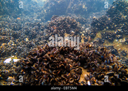 A bed of blue mussels, Mytilus edulis, in the intertidal zone in Stock ...