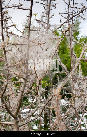 Small Ermine Moth caterpillars Yponomeuta species) hairless, cream ...