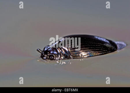 common whirligig beetle (Gyrinus substriatus, Gyrinus natator ...