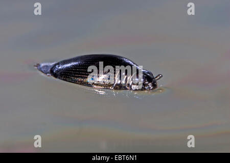 common whirligig beetle (Gyrinus substriatus, Gyrinus natator), on ...