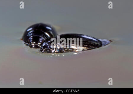 common whirligig beetle (Gyrinus substriatus, Gyrinus natator ...