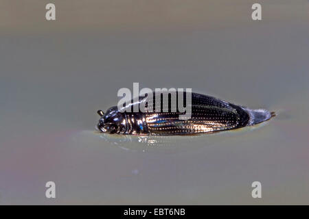 common whirligig beetle (Gyrinus substriatus, Gyrinus natator), on ...