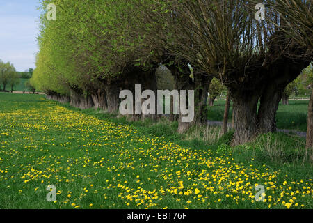 Row of pollarded white willows (Salix alba) bordering field in the snow ...