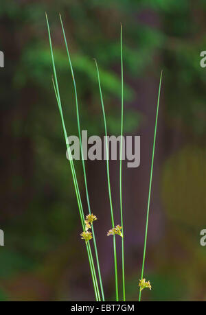 common rush, soft rush, bog rush (Juncus effusus), rush in a lake ...
