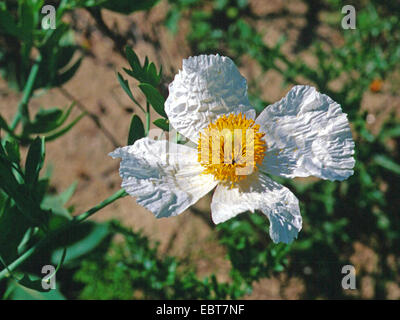 Matilija Poppy (Romneya coulteri) flower Stock Photo - Alamy