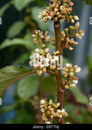 Japanese Maesa (Maesa japonica Stock Photo - Alamy