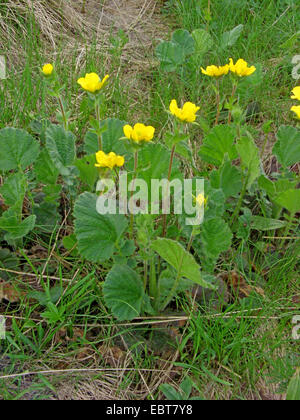 The nature of Poland, Polish flora, Polish wild flowers in the meadow ...