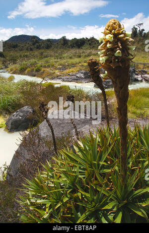 Termales San Juan, Colombia, Purace National Park Stock Photo - Alamy
