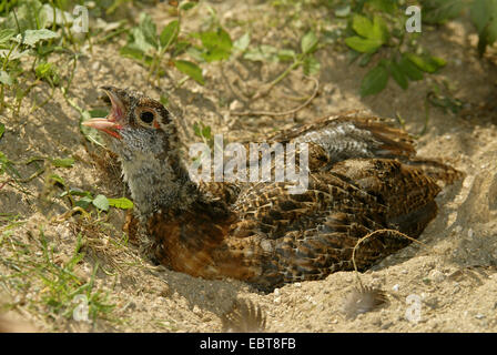 Capercaillie, capercaillie, capercaillie chick, western capercaillies ...