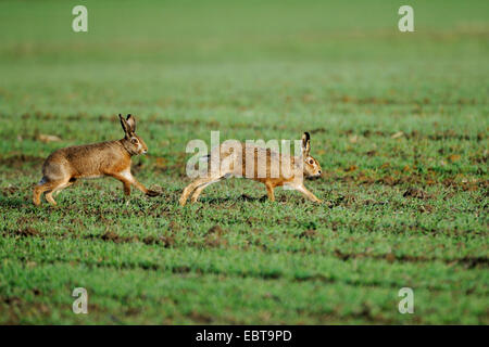 two rabbits - mating Stock Photo - Alamy