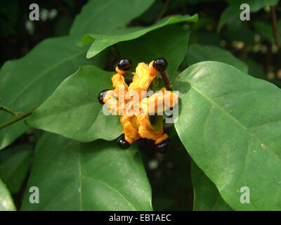 Turraea heterophylla Stock Photo: 155700206 - Alamy