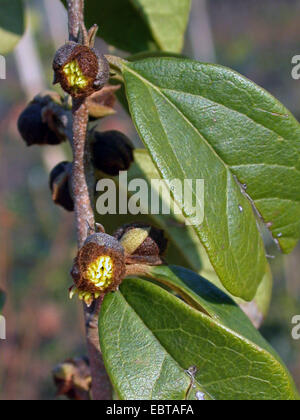 Chinese Fighazel (Sycopsis sinensis), blooming Stock Photo - Alamy