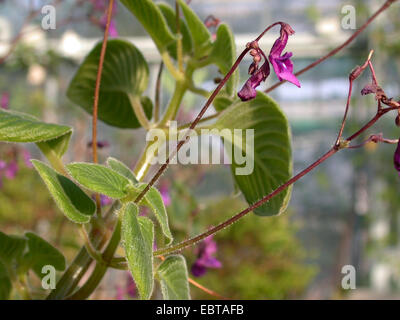 Nodding Violet, strep (Streptocarpus caulescens), flower Stock Photo ...