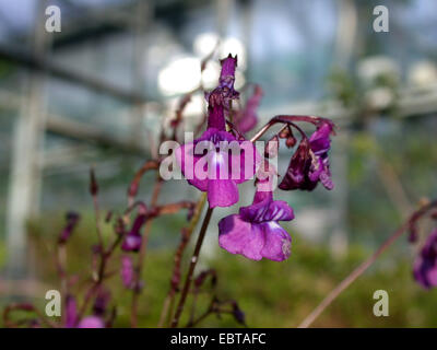 Nodding Violet, strep (Streptocarpus caulescens), flower Stock Photo ...