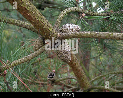 Chinese pine, Chinese Red Pine (Pinus tabuliformis, Pinus tabulaeformis ...