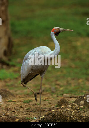crane, brolga, cranes, australian crane, grus rubicunda, native ...